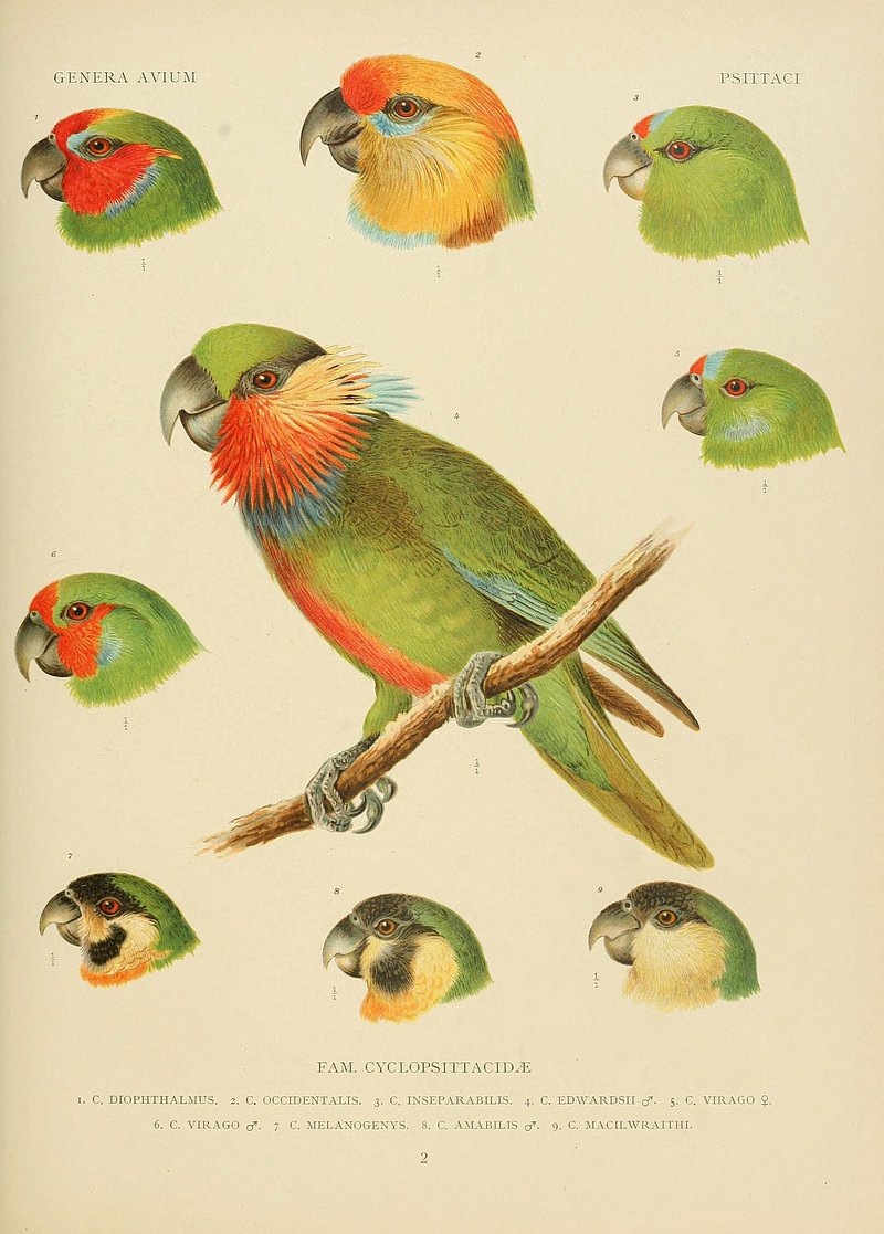 Genera Avium | Free Public Domain Bird CC0 Lithographs - rawpixel