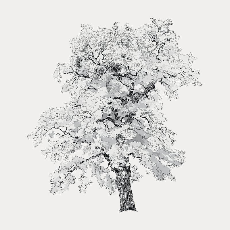 Vintage oak tree illustration, isolated | Free Vector - rawpixel