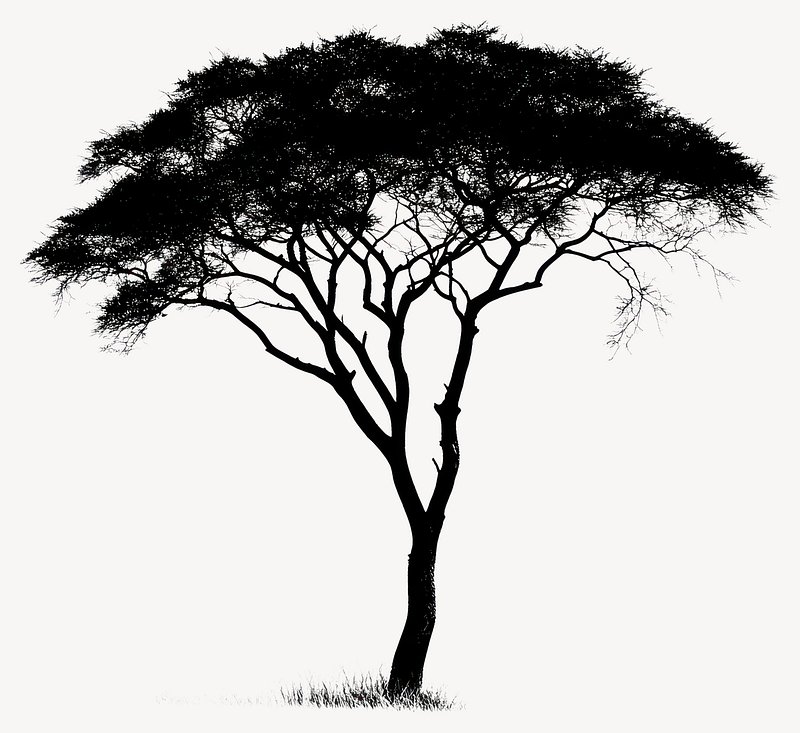Acacia Tree PNG Images | Free Photos, PNG Stickers, Wallpapers ...