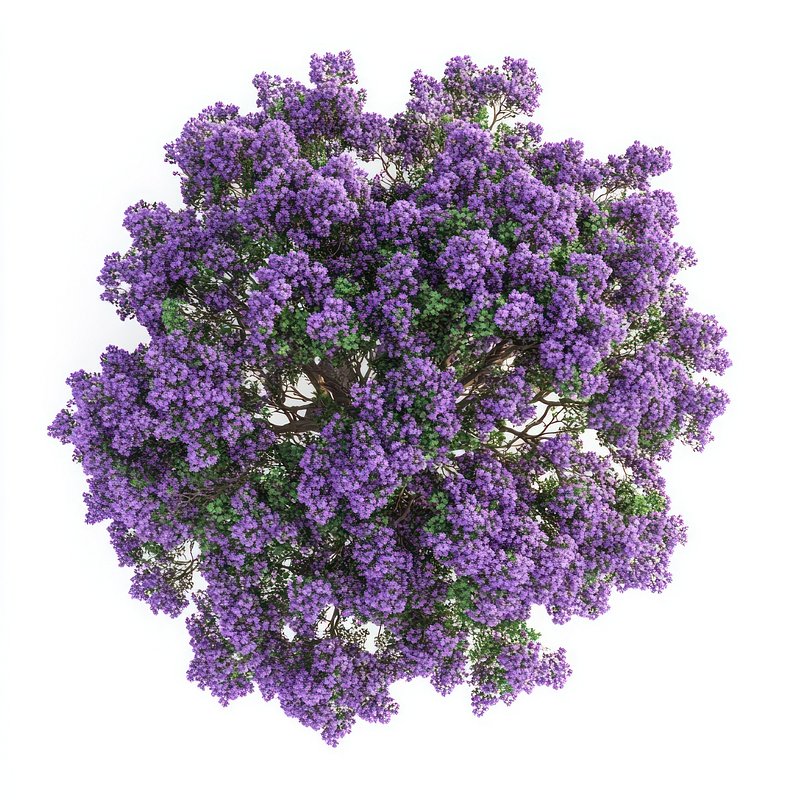 PNG Real jacaranda tree purple | Free PNG - rawpixel