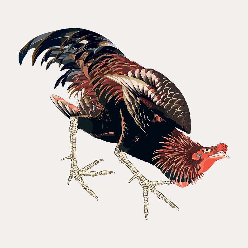 Japanese Rooster Images | Free Photos, PNG Stickers, Wallpapers ...