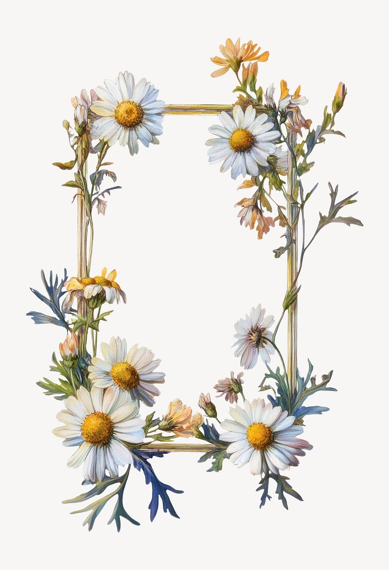 PNG Daisy flowers frames daisy | Free PNG - rawpixel