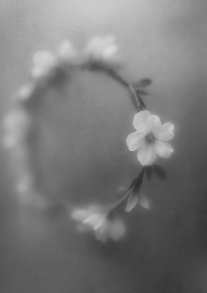 Soft+touch+flowers Images | Free Photos, PNG Stickers, Wallpapers ...