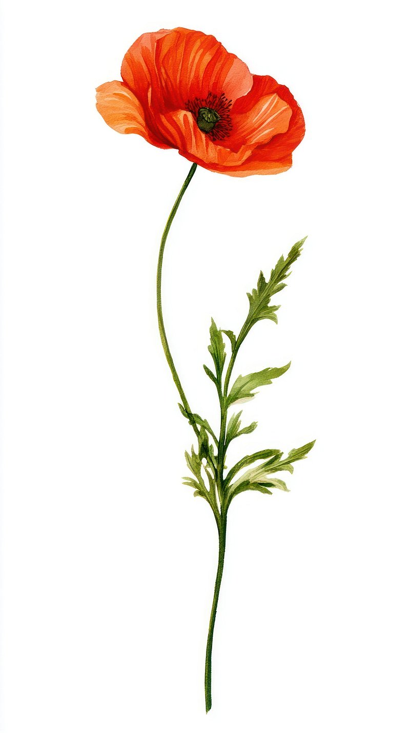 Red Poppy flower poppy illustration | Free Photo Illustration - rawpixel