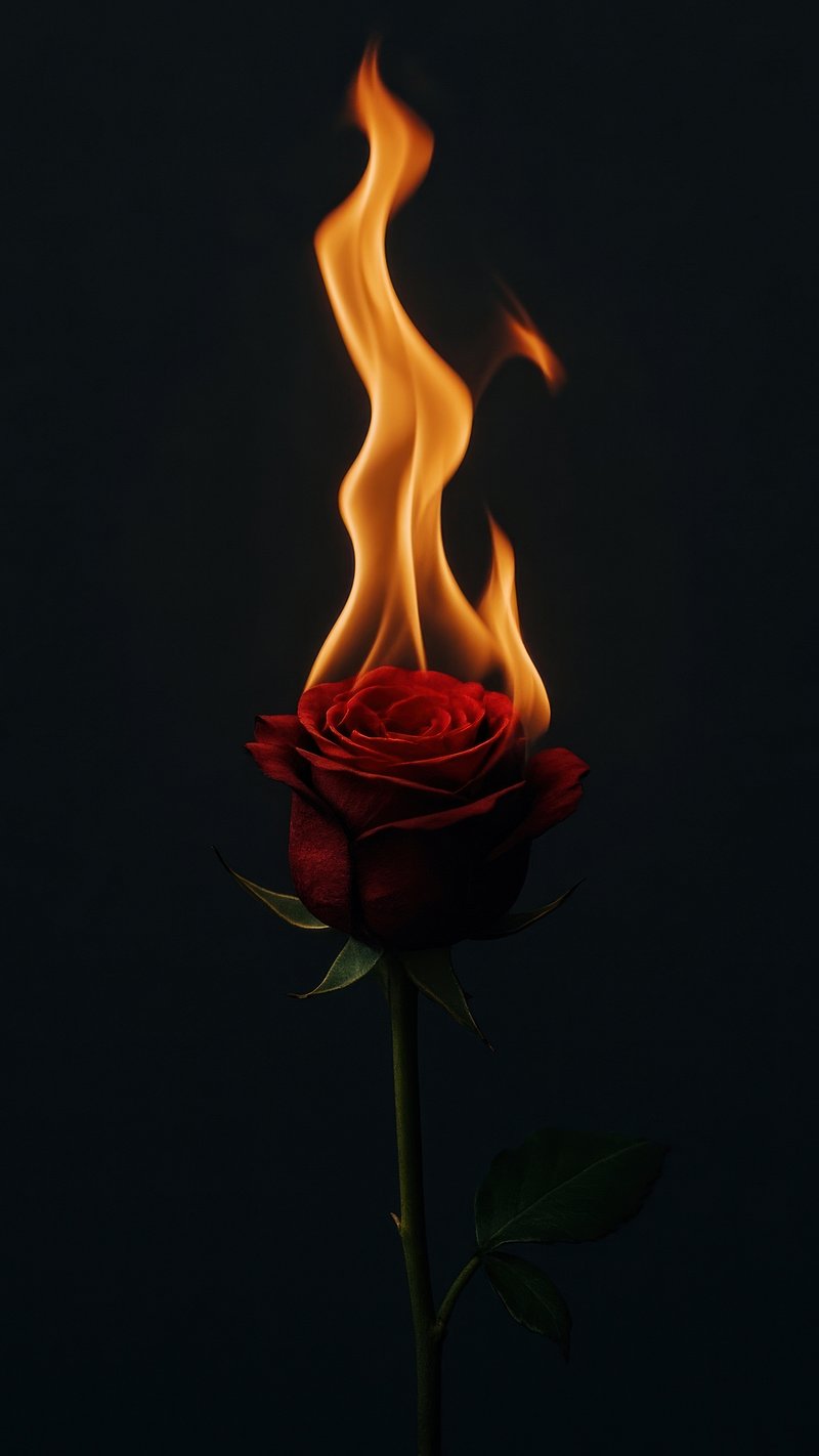 Rose fiery petals flower flame | Free Photo - rawpixel