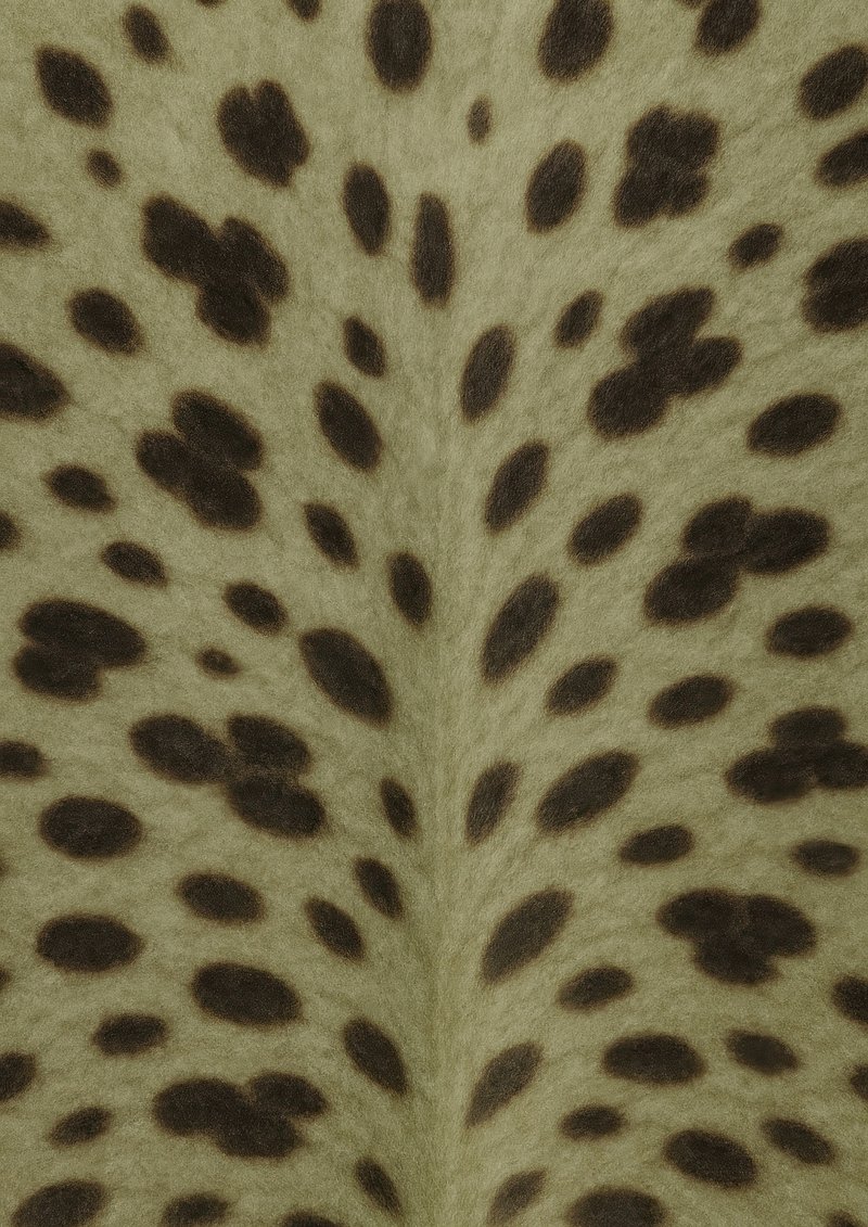 PNG Leopard fur pattern texture | Free PNG - rawpixel
