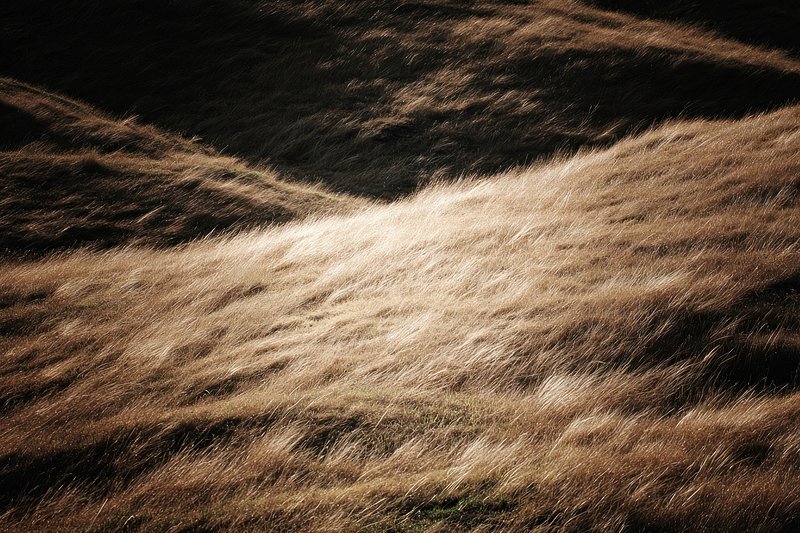 Images+of+windy Grass Images | Free Photos, PNG Stickers, Wallpapers ...