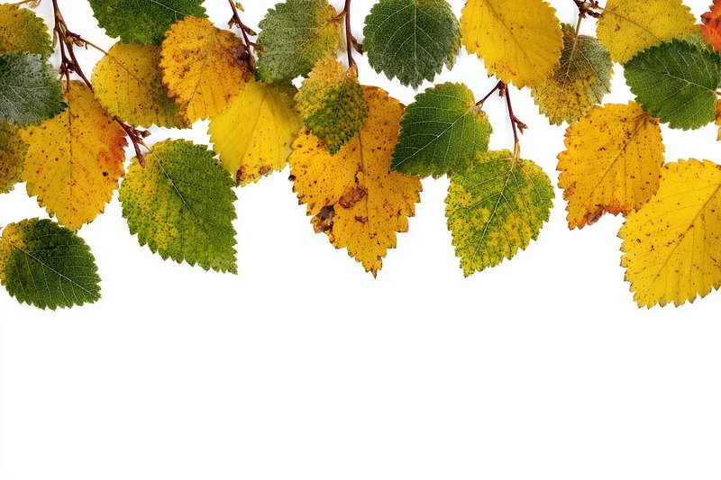 Fall+leaf+border Background Images | Free Photos, PNG Stickers ...