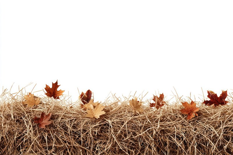 Bottom Border Leaves Images | Free Photos, PNG Stickers, Wallpapers ...