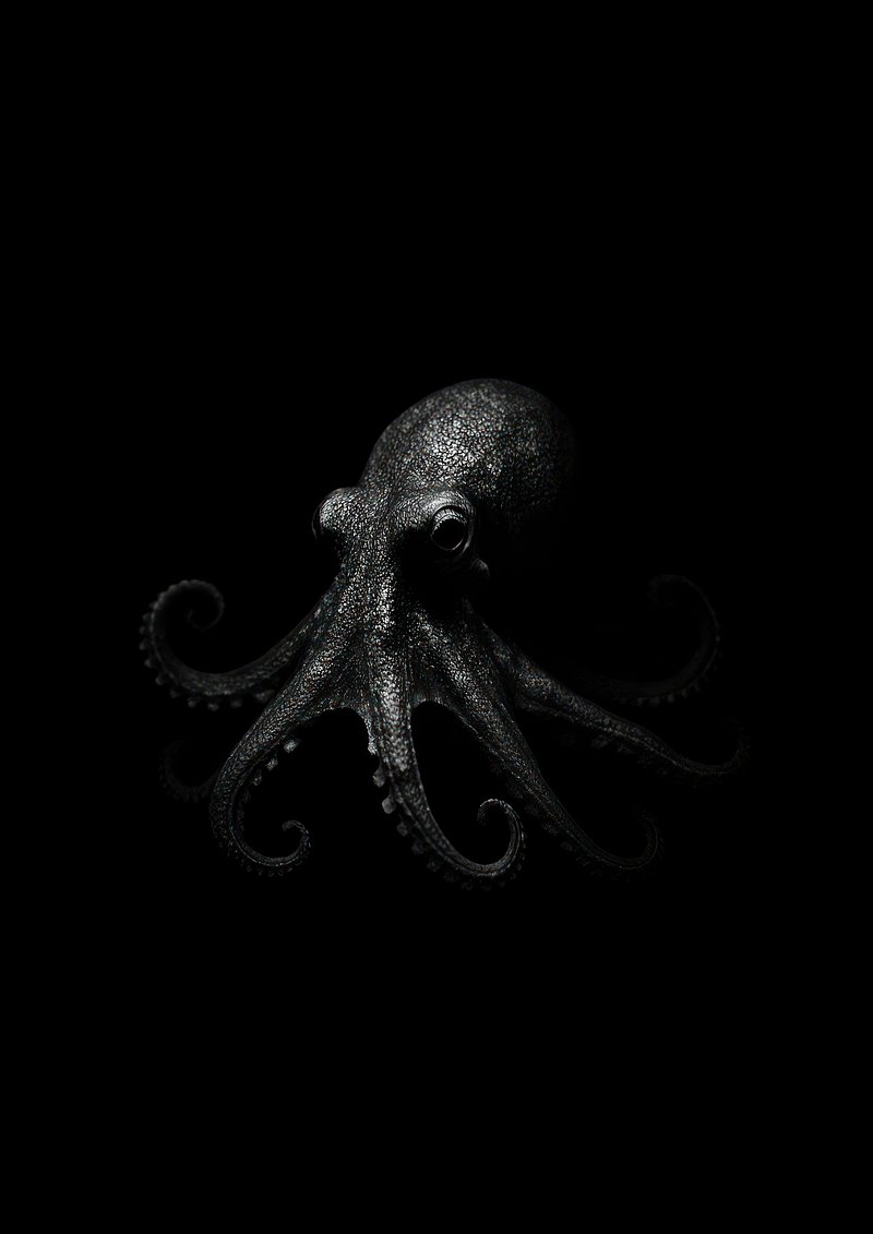 Black And White Octopus Images | Free Photos, PNG Stickers, Wallpapers ...