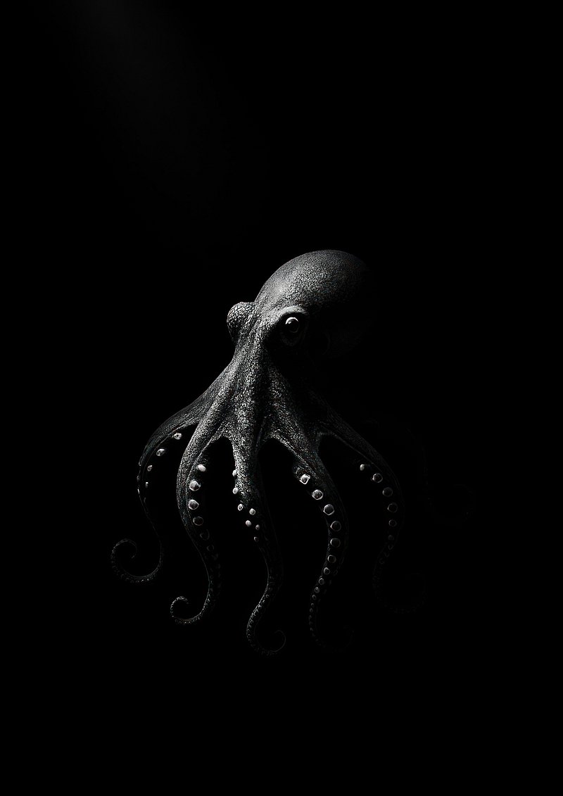 Black And White Octopus Images | Free Photos, PNG Stickers, Wallpapers ...