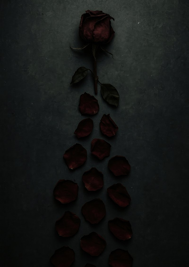 Sad Rose Wallpaper Images | Free Photos, PNG Stickers, Wallpapers ...