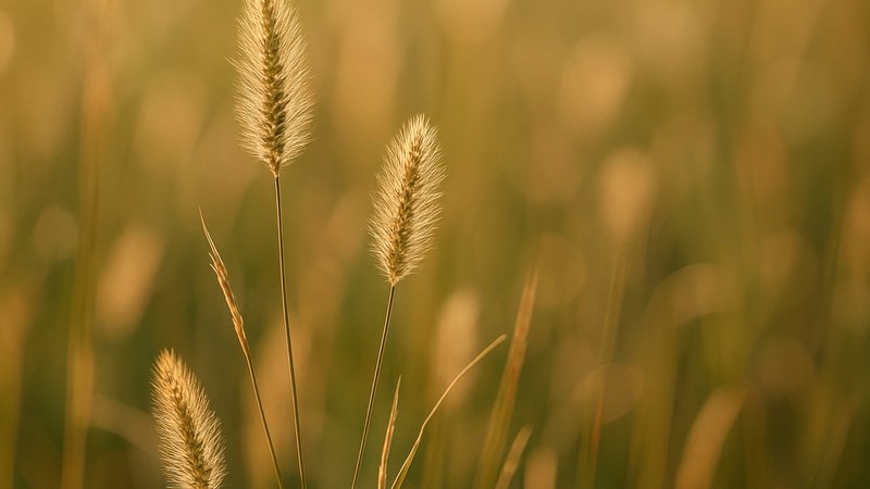 Vision+grass Nature Images | Free Photos, PNG Stickers, Wallpapers ...