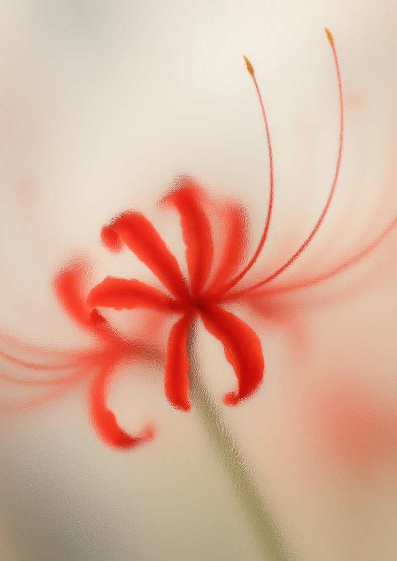 Red Spider Lily Iphone Wallpaper Images | Free Photos, PNG Stickers ...