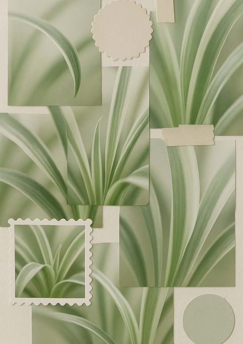 Spider+plant Botanical Images | Free Photos, PNG Stickers, Wallpapers ...