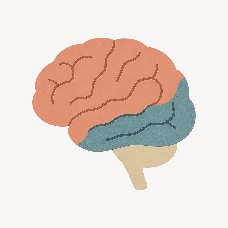 Brain Anatomy Art Background Images | Free Photos, PNG Stickers ...