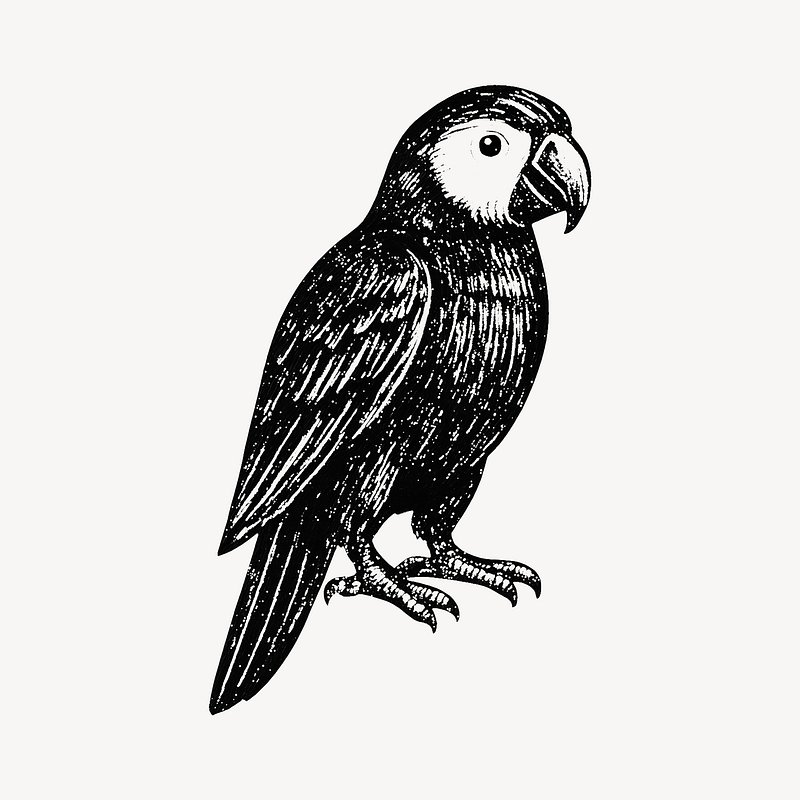 Parrot Black Background Vintage Images | Free Photos, PNG Stickers ...