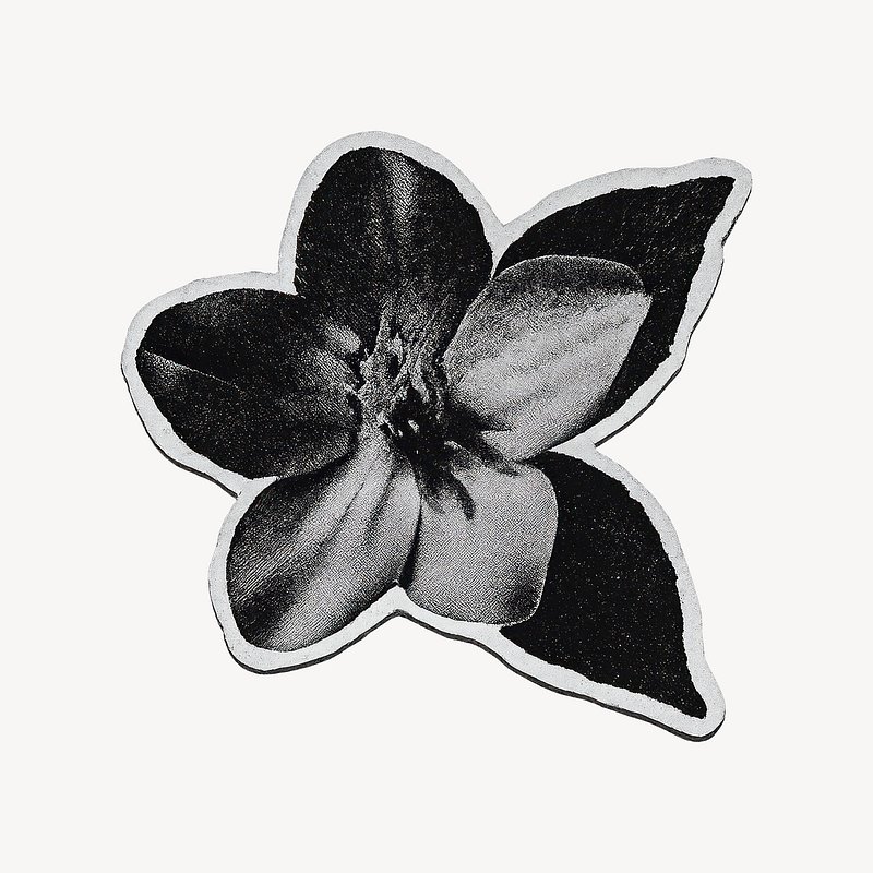 Vintage Jasmine Paper Shadow Images | Free Photos, PNG Stickers ...