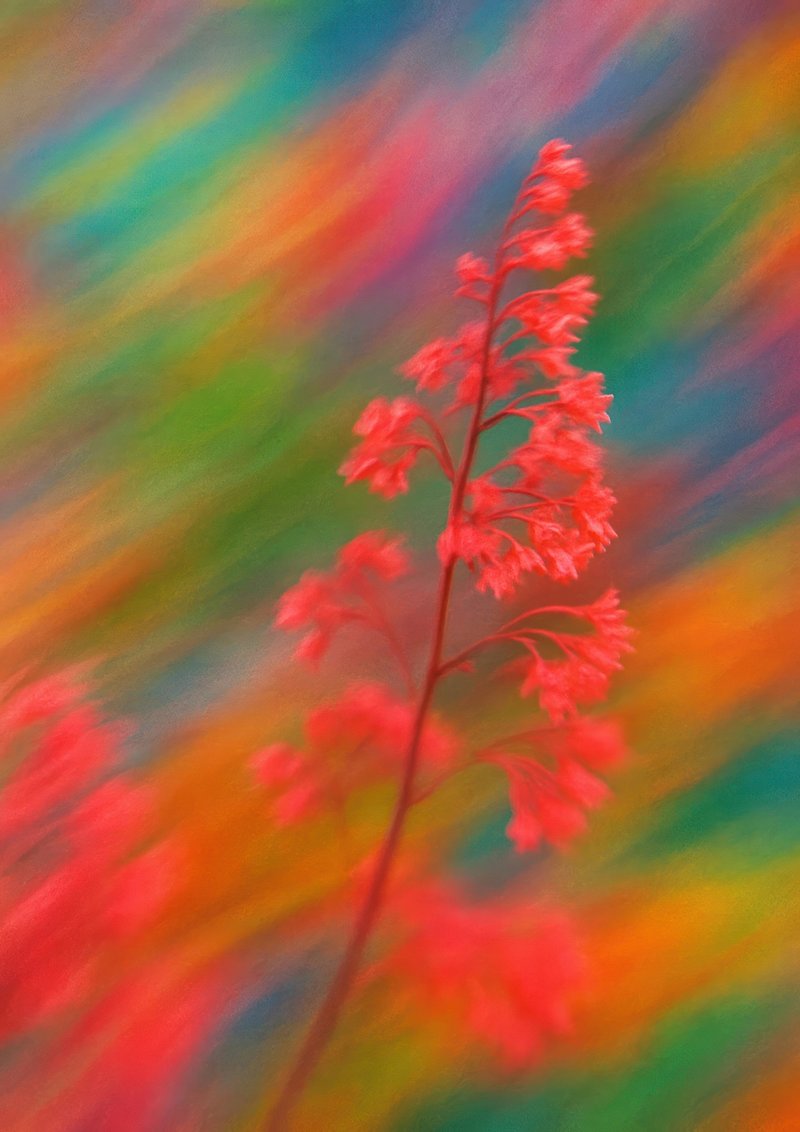 Flower Coral Floral Images | Free Photos, PNG Stickers, Wallpapers ...