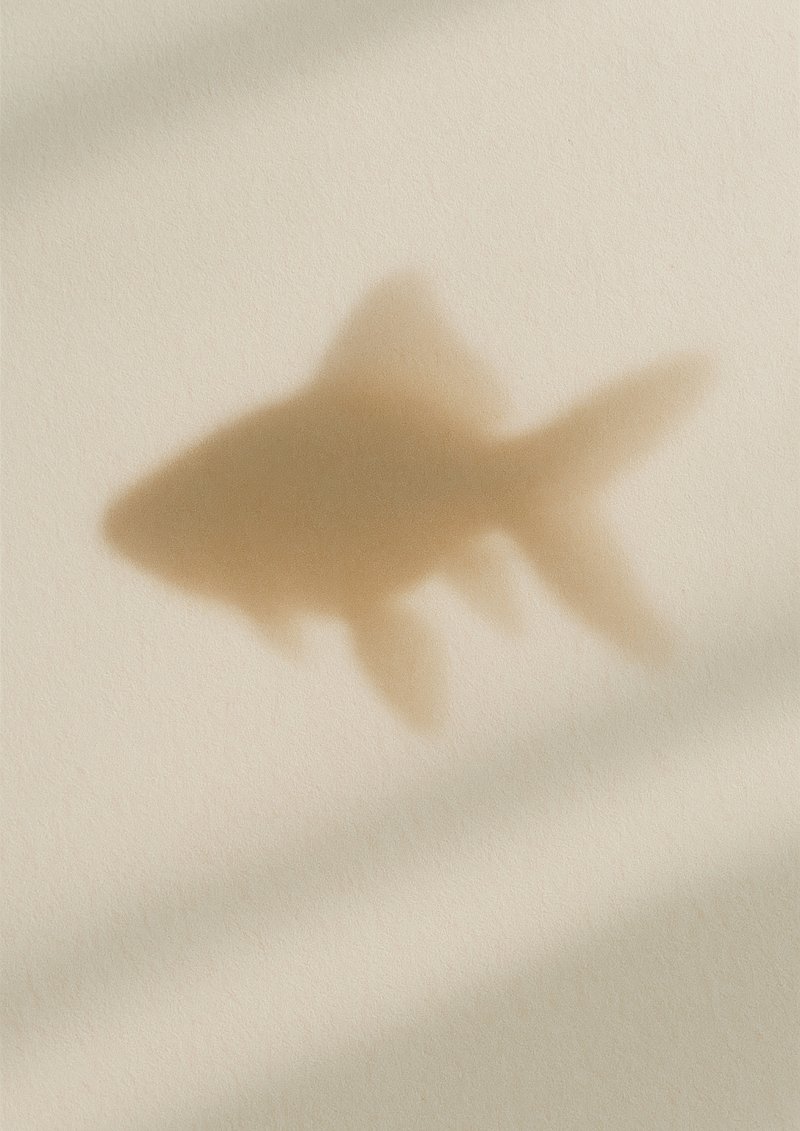 Fish Outline Images | Free Photos, PNG Stickers, Wallpapers ...