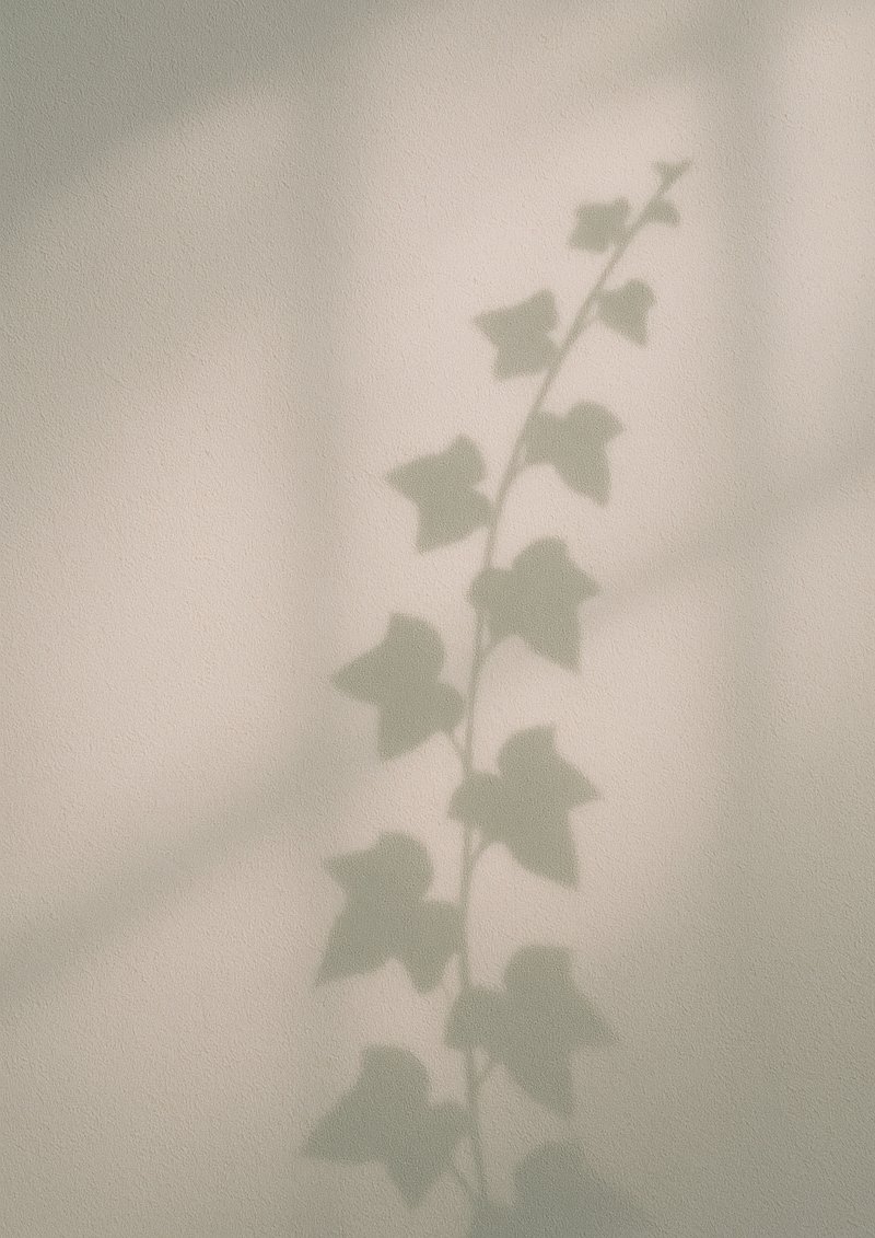 Ivy Transparent Shadow Images | Free Photos, PNG Stickers, Wallpapers ...