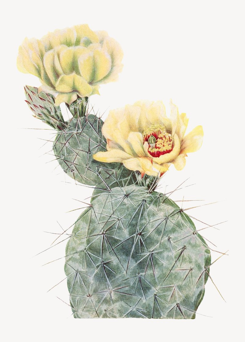 PNG Blooming cactus pink flowers | Premium PNG - rawpixel