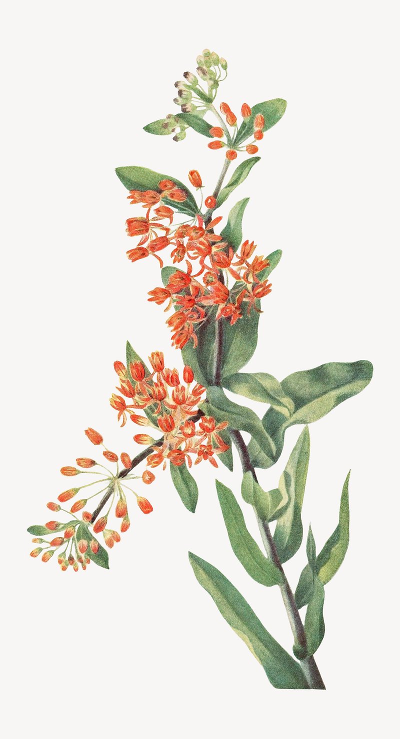 Weed+drawings Pattern Images | Free Photos, PNG Stickers, Wallpapers ...