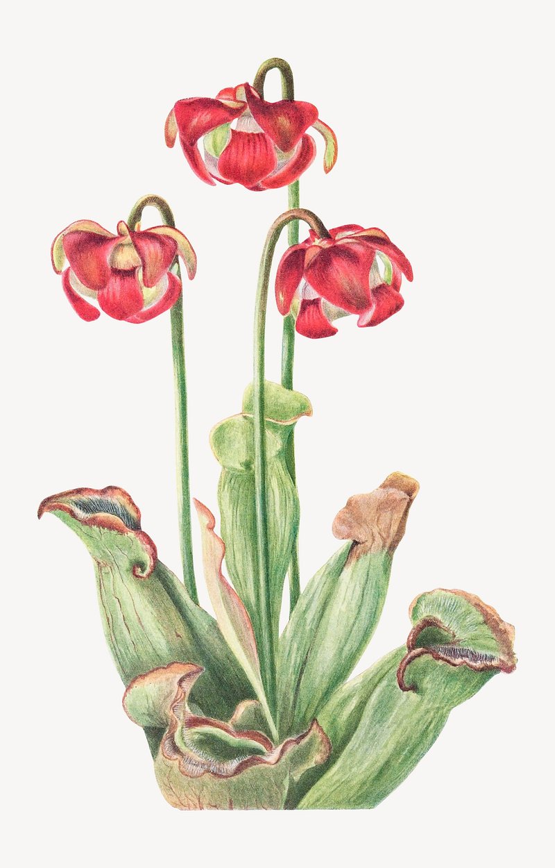 Carnivorous Pitcher Plant Images | Free Photos, PNG Stickers ...