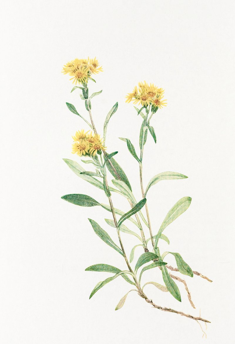 Goldenrod Images | Free Photos, PNG Stickers, Wallpapers & Backgrounds ...