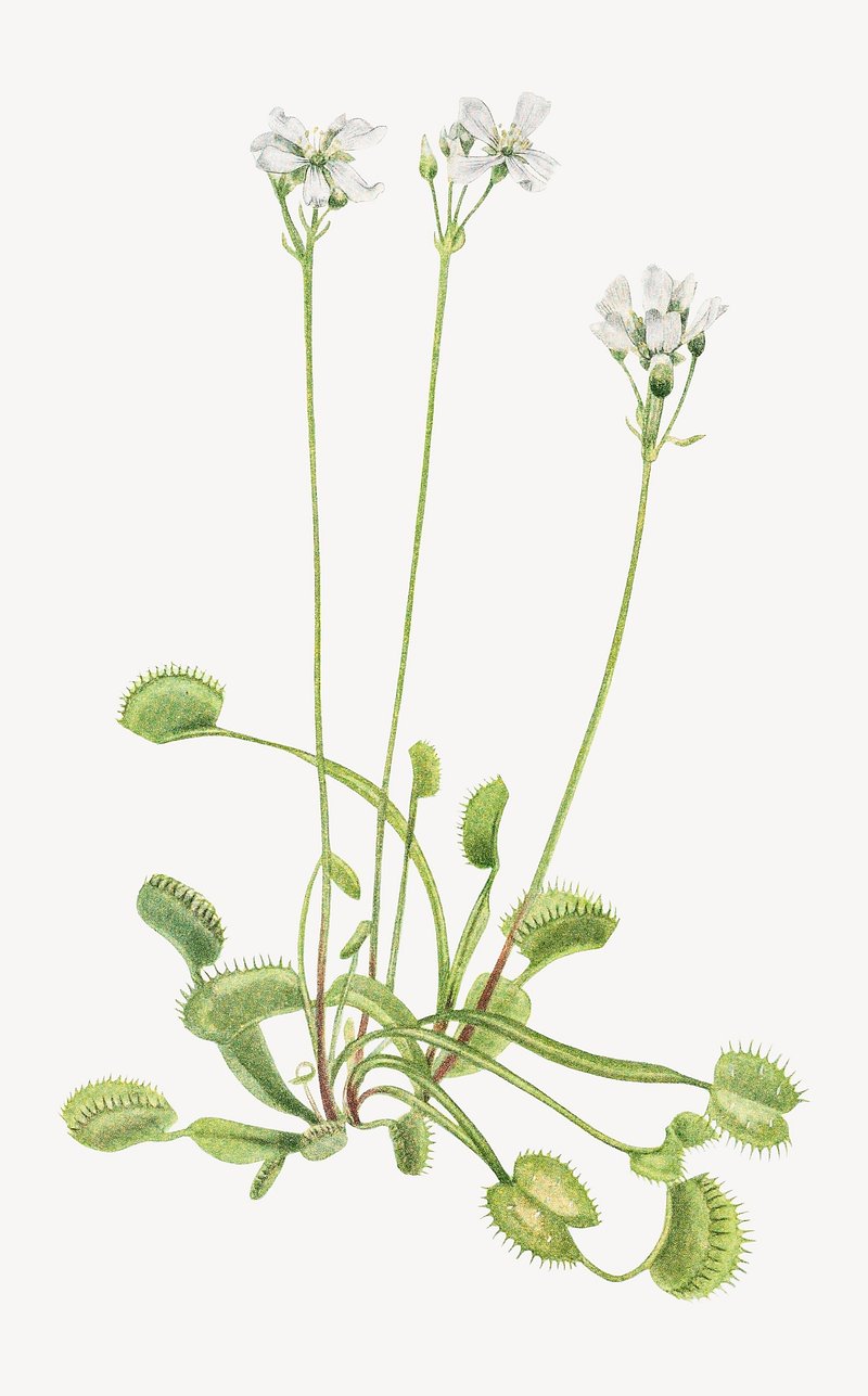 Venus Flytrap Images | Free Photos, PNG Stickers, Wallpapers ...