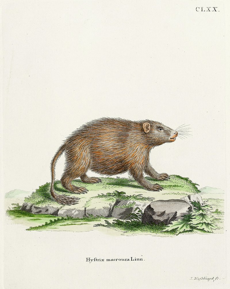 Natural History Backgrounds Images | Free Photos, PNG Stickers ...