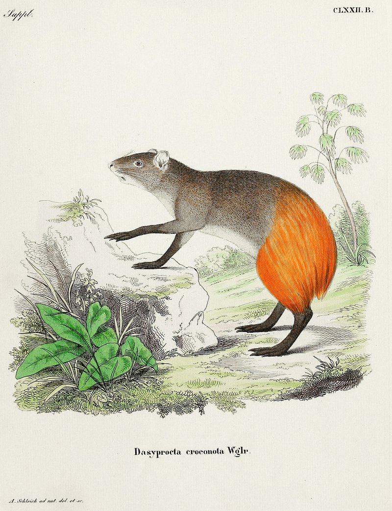 Daniel Background Images | Free Photos, PNG Stickers, Wallpapers ...