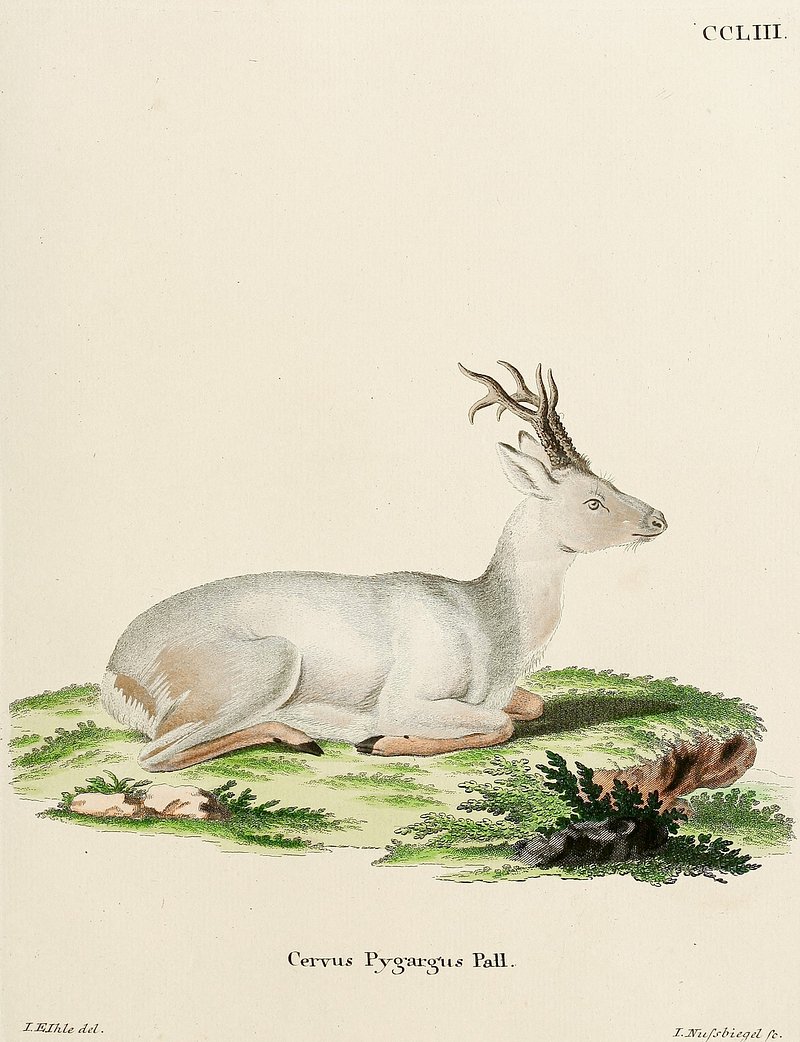 Natural History Backgrounds Images | Free Photos, PNG Stickers ...