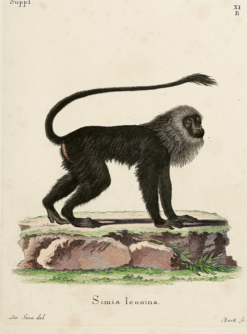 Golden Lion Tamarin Images | Free Photos, PNG Stickers, Wallpapers ...