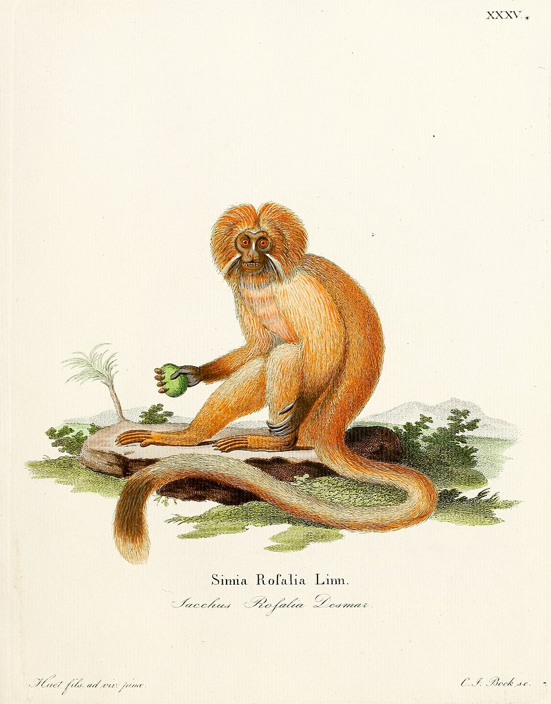 Golden Lion Tamarin Images | Free Photos, PNG Stickers, Wallpapers ...