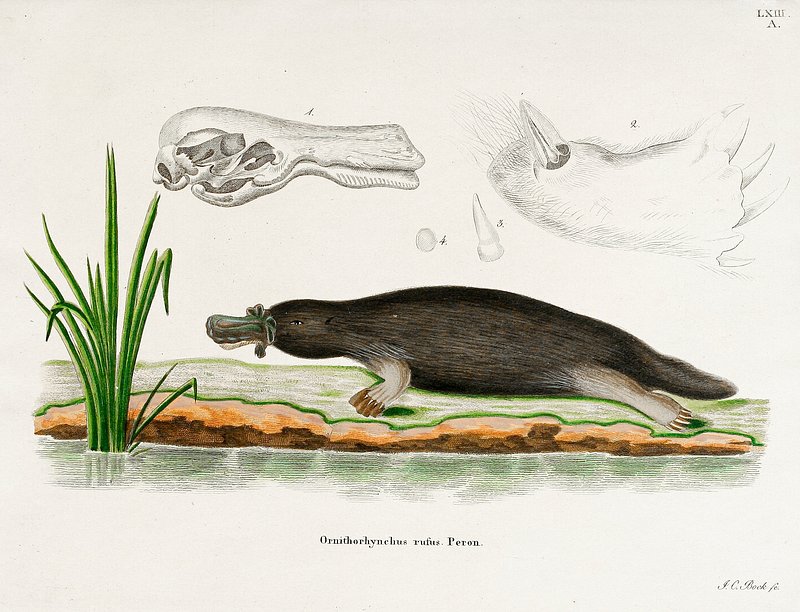 Platypus Illustration Images | Free Photos, PNG Stickers, Wallpapers ...