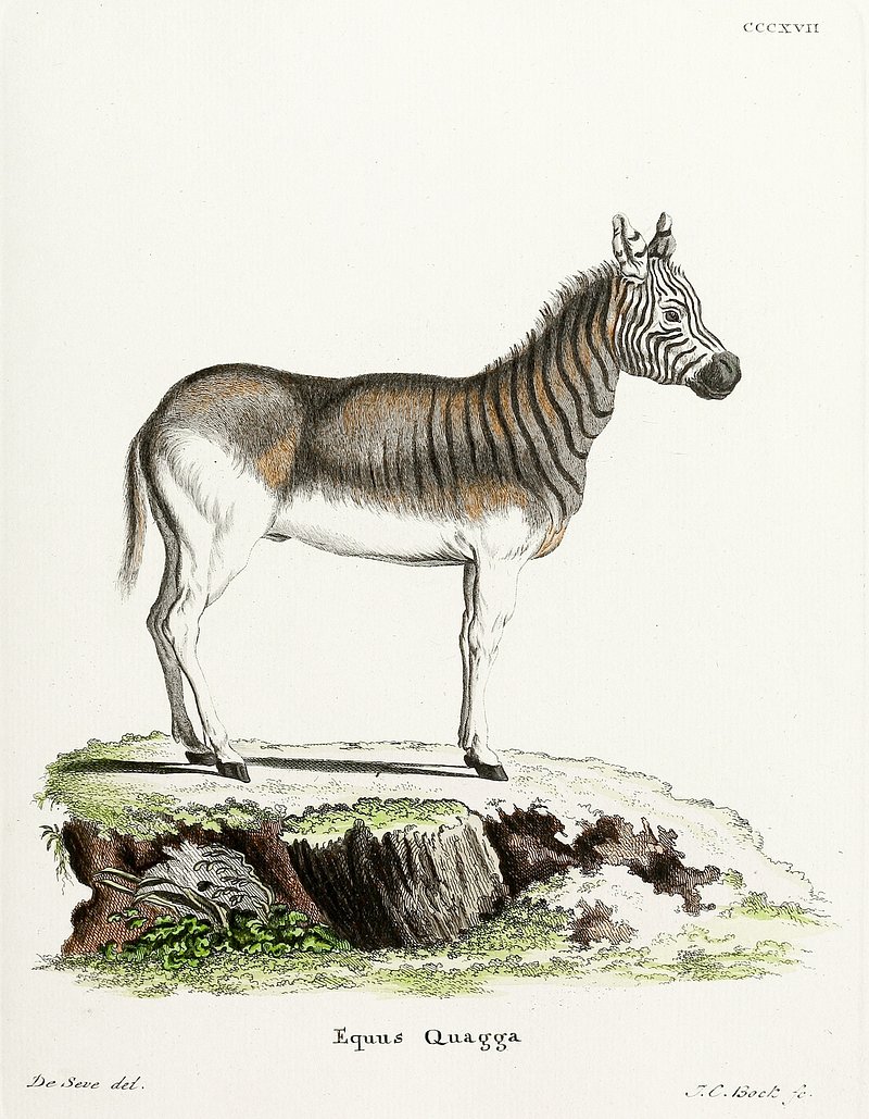 Quagga Images | Free Photos, PNG Stickers, Wallpapers & Backgrounds ...