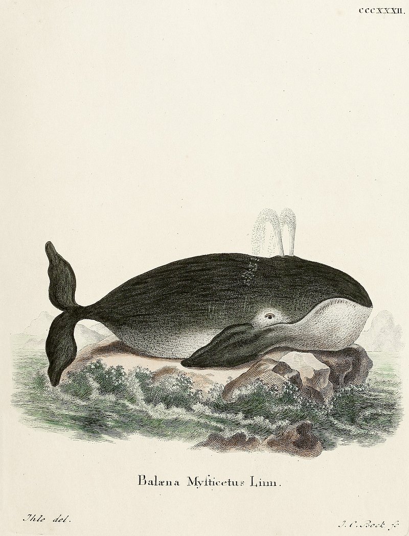 Sea+animals Illustration Images | Free Photos, PNG Stickers, Wallpapers ...