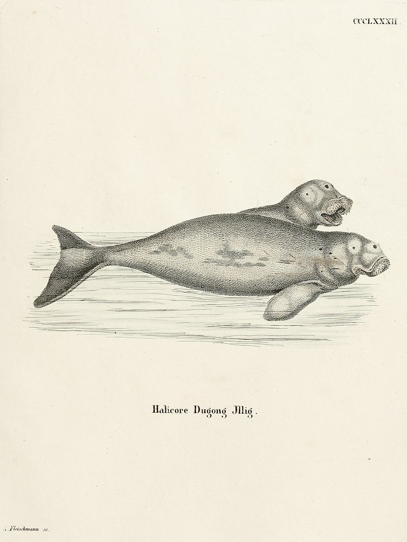 Dugong Images | Free Photos, PNG Stickers, Wallpapers & Backgrounds ...