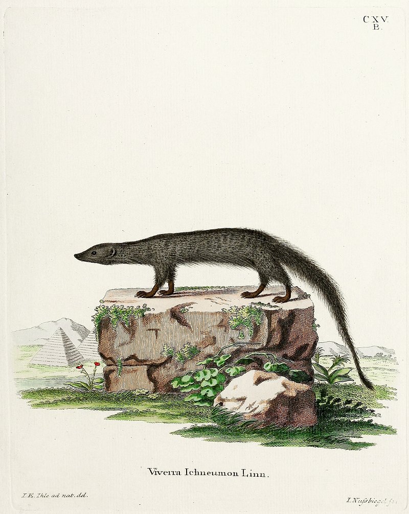 Natural History Backgrounds Images | Free Photos, PNG Stickers ...