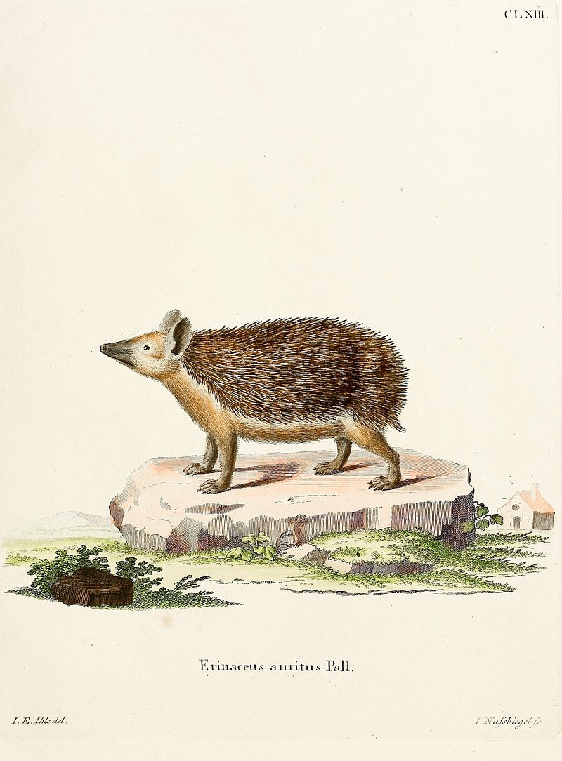 Natural History Backgrounds Images | Free Photos, PNG Stickers ...