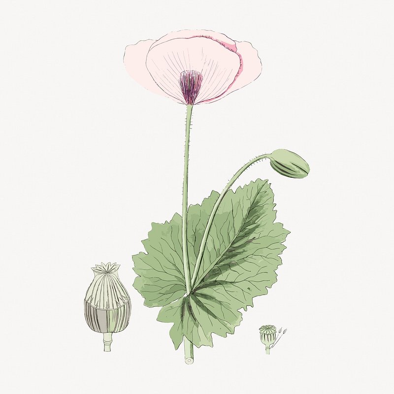 Opium Images | Free Photos, PNG Stickers, Wallpapers & Backgrounds ...