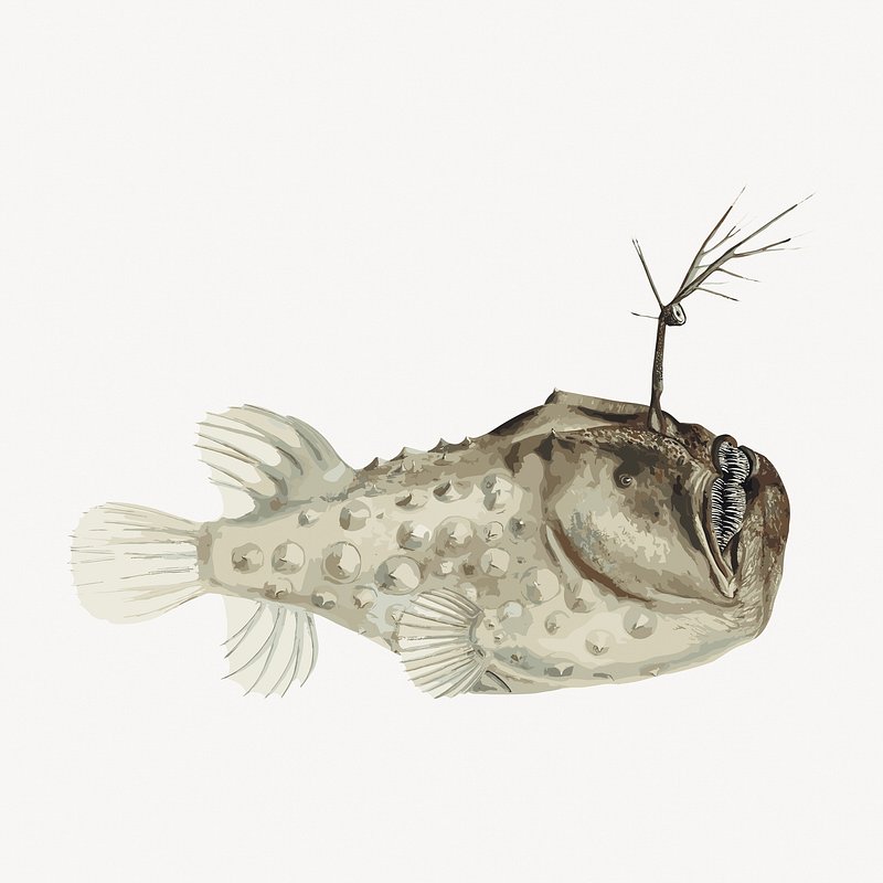 Antique drawing watercolor Prickly anglerfish | Premium Photo ...