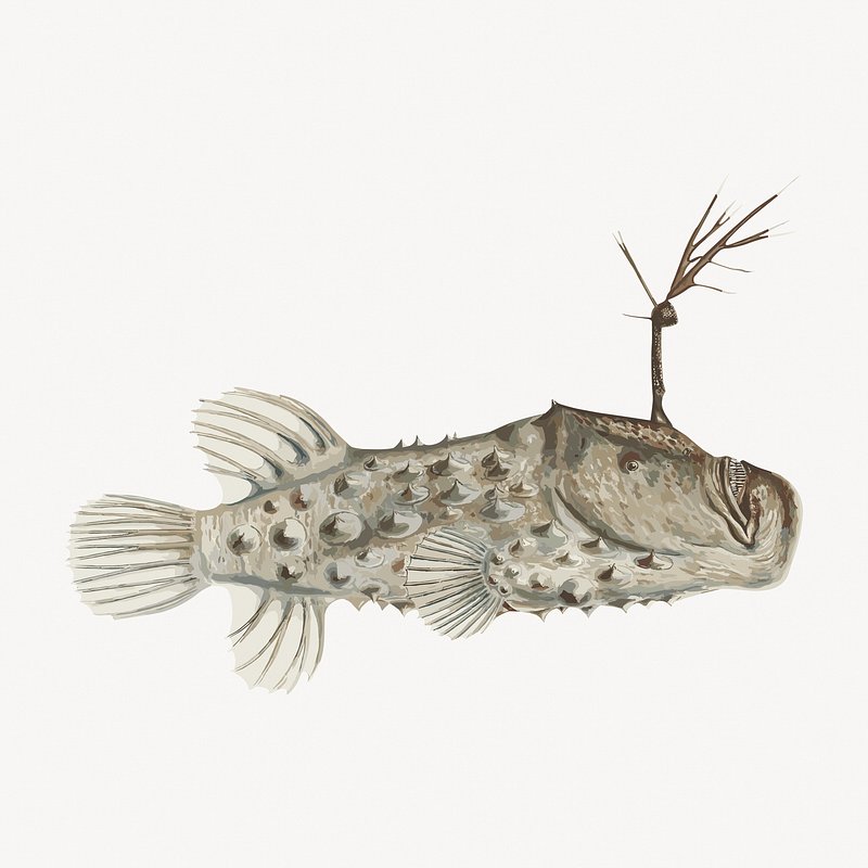 Antique drawing watercolor Prickly anglerfish | Premium Photo ...