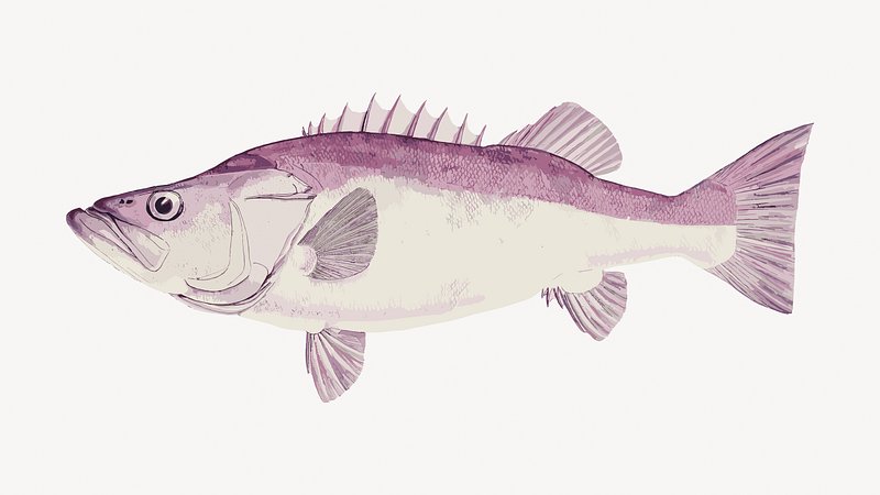Antique drawing watercolor fish Groper | Premium Photo Illustration ...