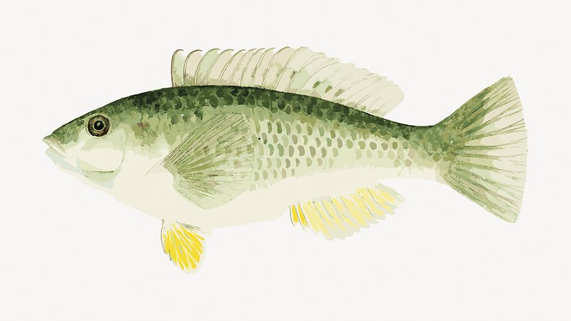 Hand drawn fish psd antique | Premium PSD - rawpixel