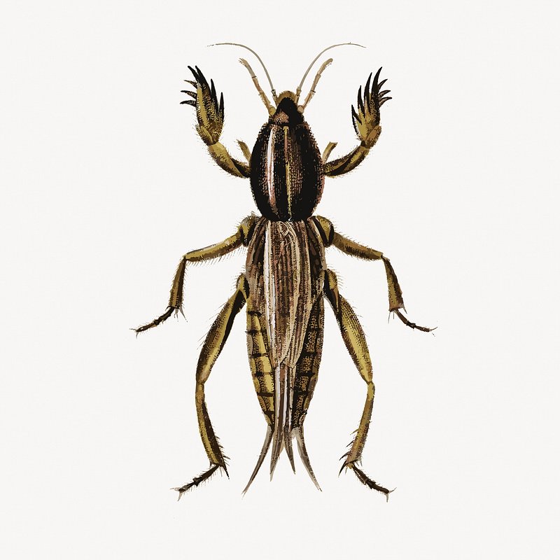 Arthropod Images | Free Photos, PNG Stickers, Wallpapers & Backgrounds ...