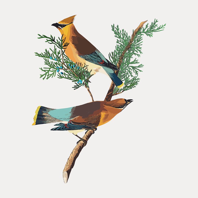 Cut Out Sticker Images | Free Photos, PNG Stickers, Wallpapers ...