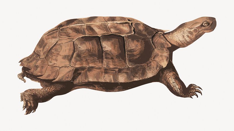 Kachuga Terrapin (Emys Kachuga) Illustrations | Free Photo Illustration ...