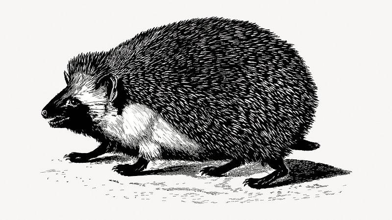 Vintage illustration of Alexandria Rat | Premium PSD - rawpixel